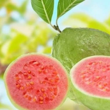 Multi Masking / Overnight Renewal Kit – Pure Fiji AU Store